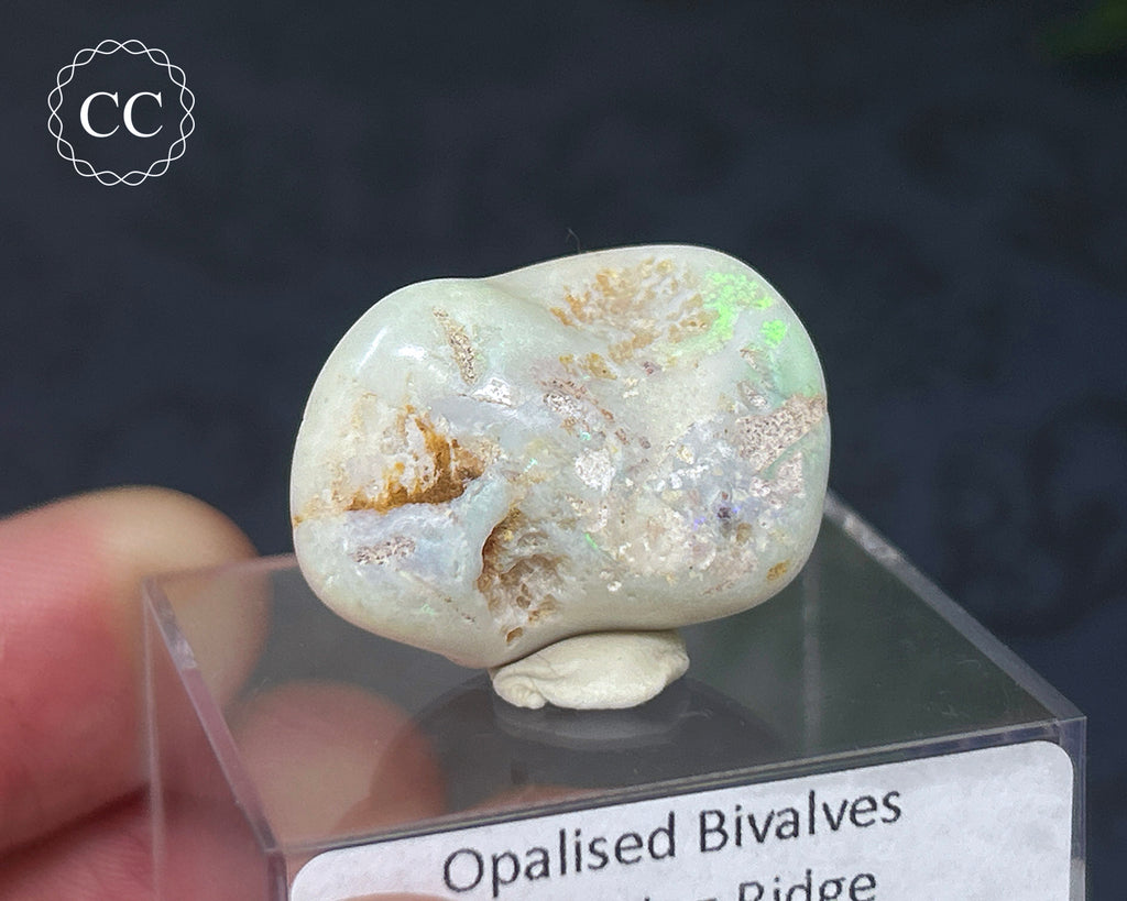 Opalised Bivalve Shell - Lightning Ridge #4 – The Citrine Circle