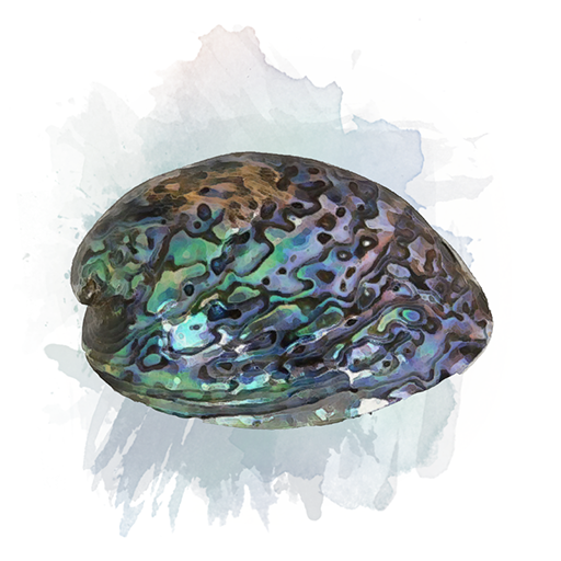 Abalone Shell – The Citrine Circle