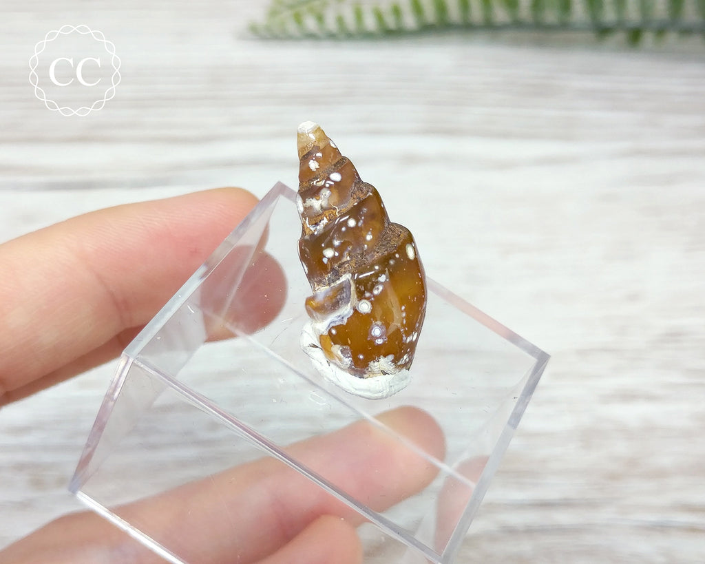 Agate Snail Shell Morocco – The Citrine Circle