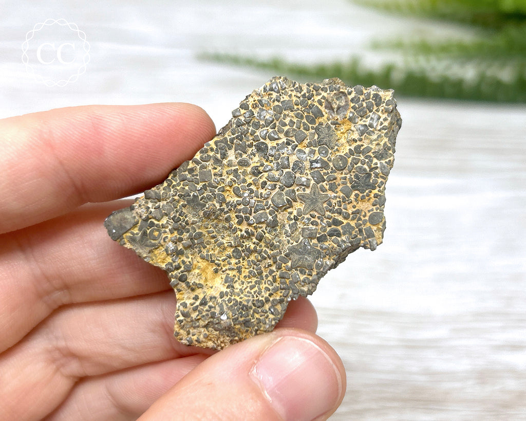 Crinoid Stem 'Fairy Coins' on Limestone #1 – The Citrine Circle