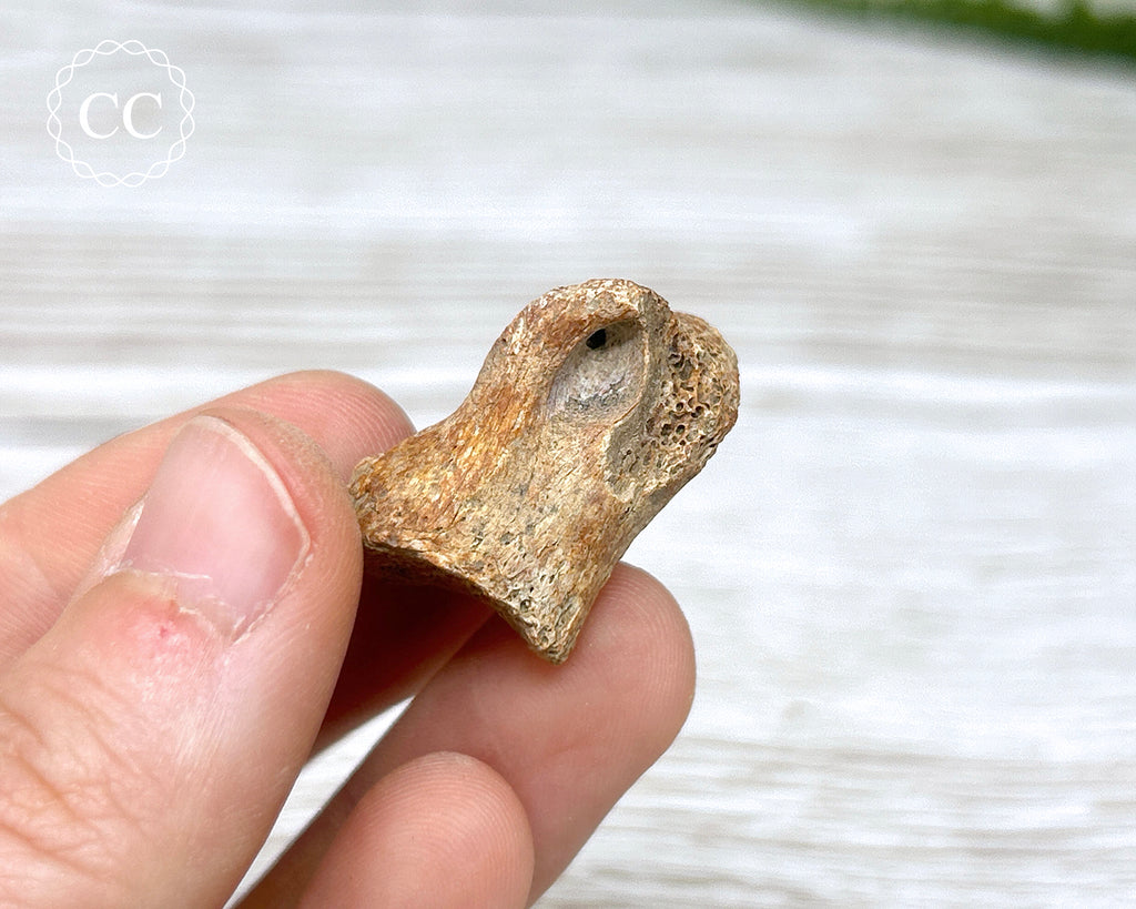 Dinosaur Toe Bone Fossil #1 – The Citrine Circle