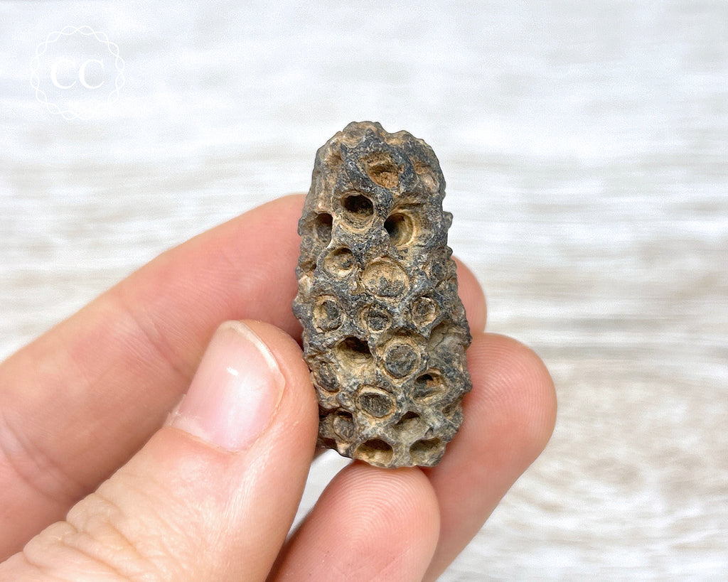Fossil Agate Horsetail Seed Pod #9 – The Citrine Circle
