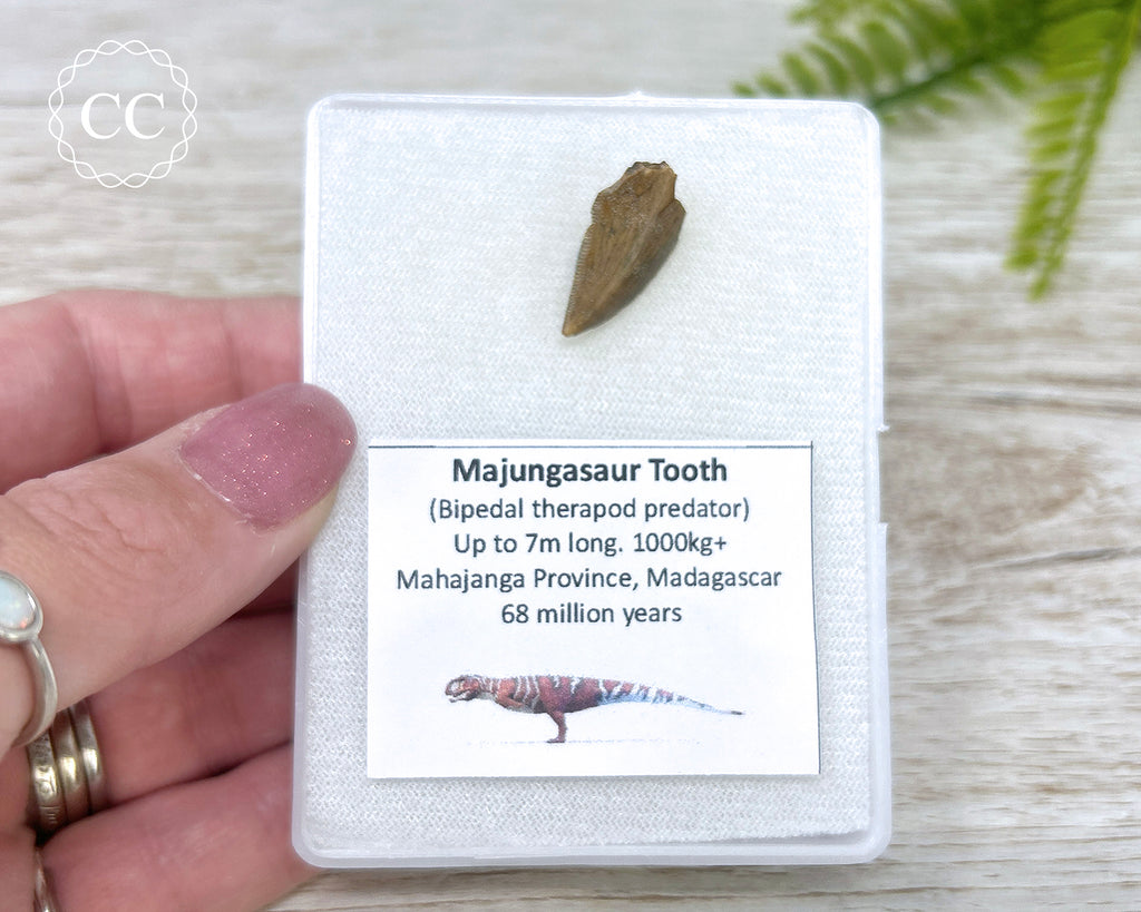 Majungasaur Tooth #1 – The Citrine Circle