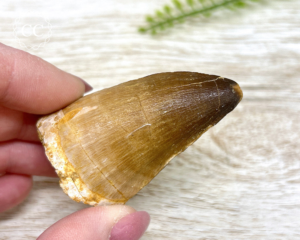 Mosasaur Tooth #8 – The Citrine Circle