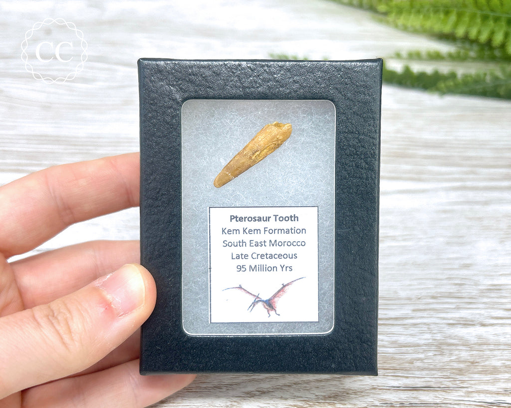 Pterosaur Tooth #1 – The Citrine Circle